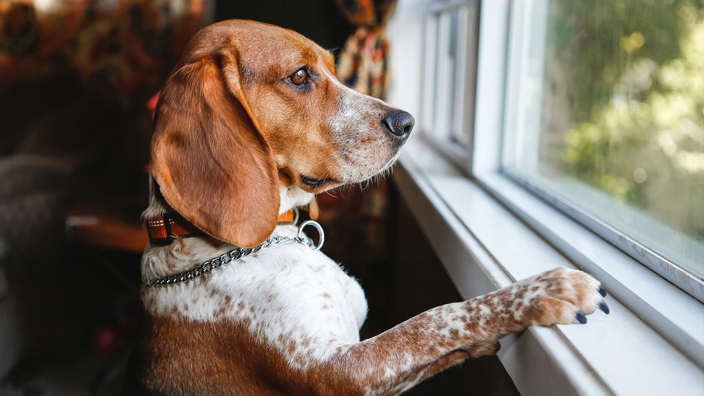 How to help an anxious dog with 20 ways to build confidence | PetsRadar