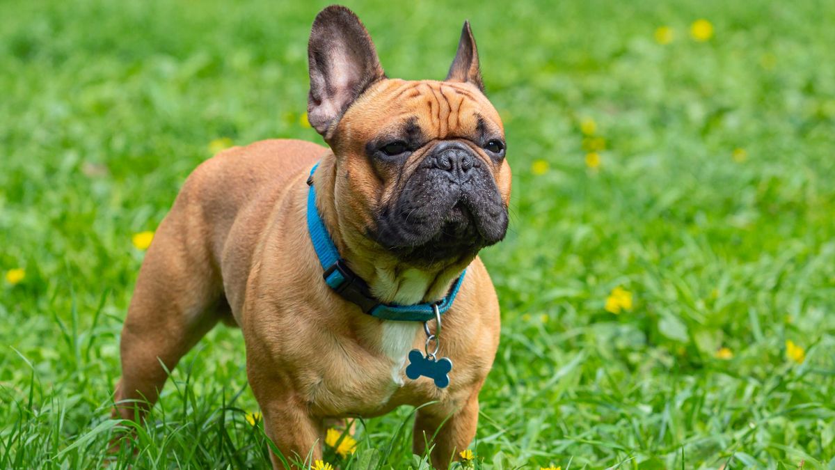 32 best dog breeds for companionship | PetsRadar