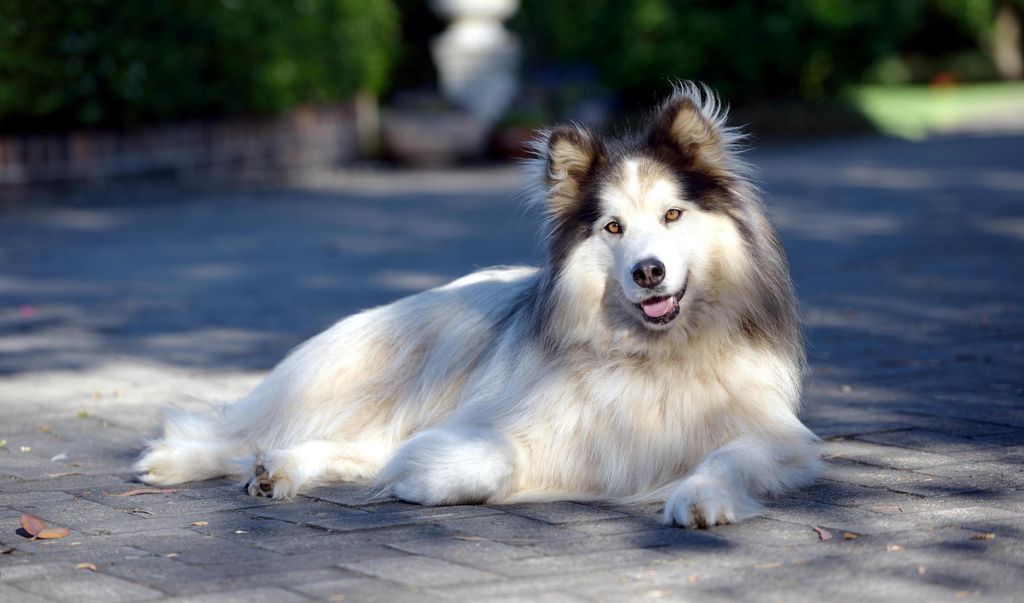 32 longhaired dog breeds that will catch your eye | PetsRadar