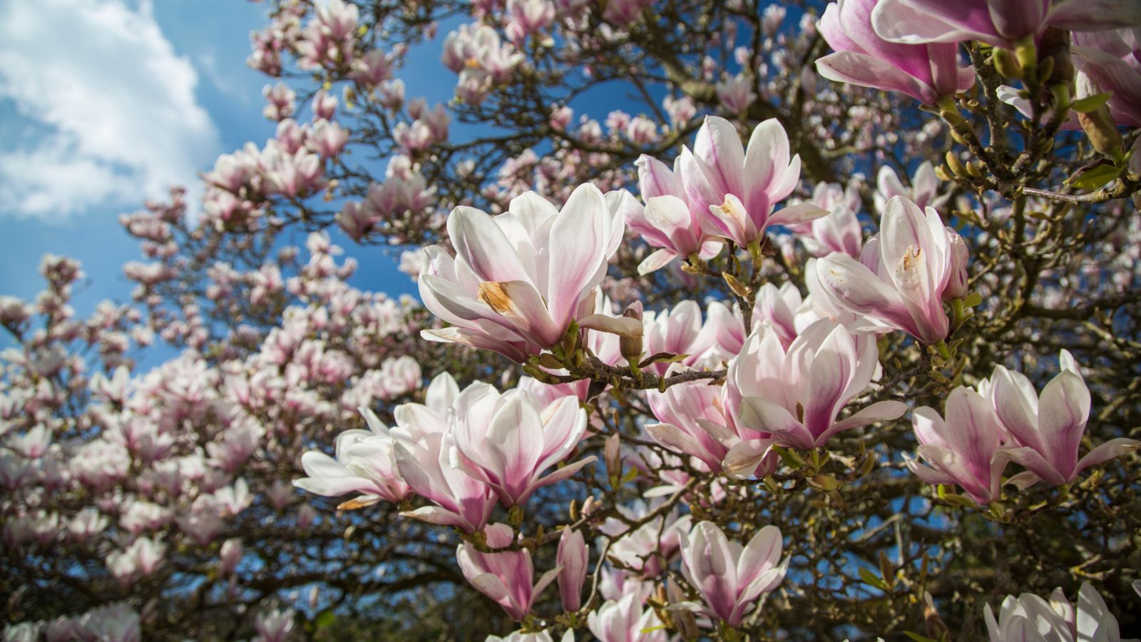 How to grow and care for a magnolia tree: an expert guide | Homes and ...
