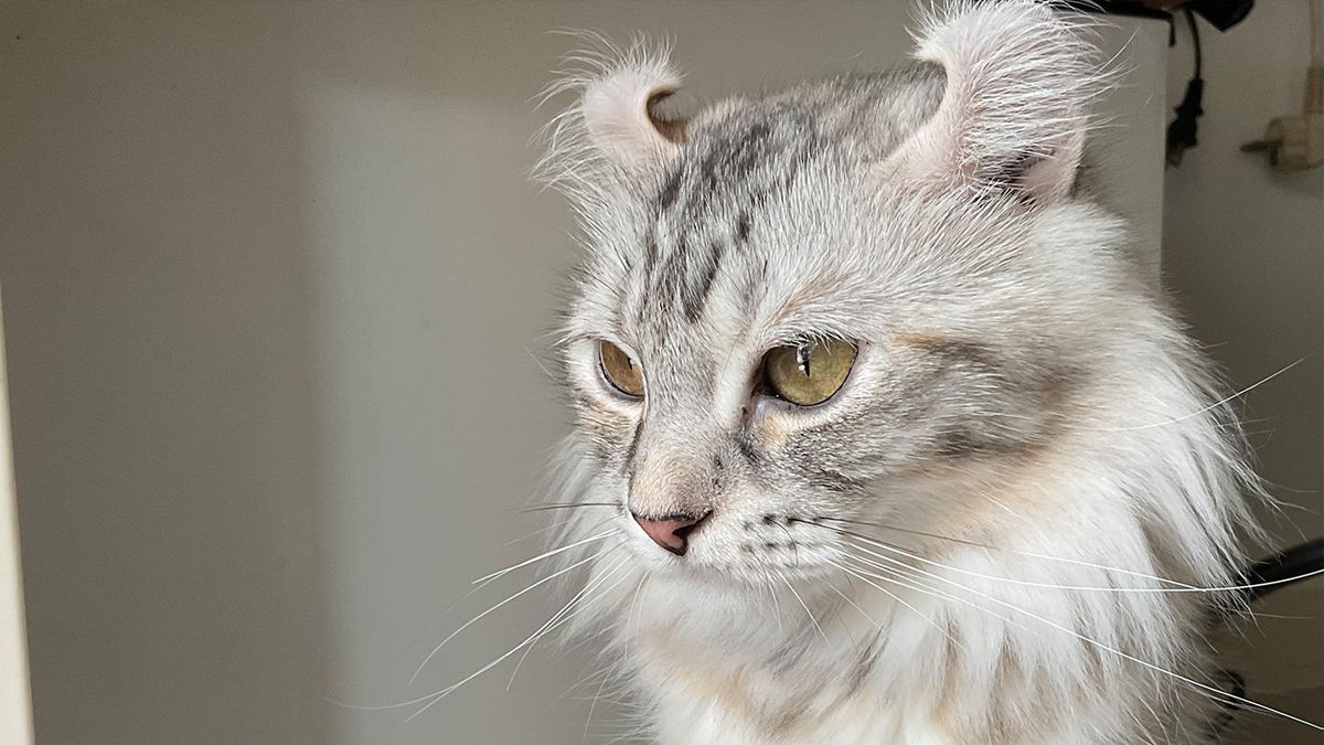 American Curl: Breed profile and information | PetsRadar