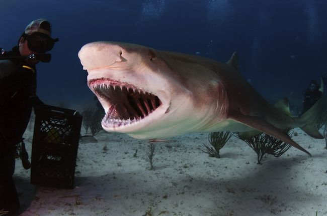 Aahhhhh! 5 Scary Shark Myths Busted | Live Science