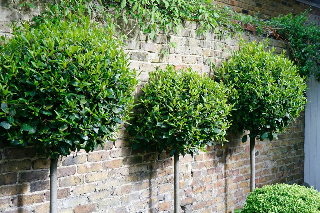 Best Smelling Trees — 5 Fragrant Picks With Amazing Scents | Livingetc