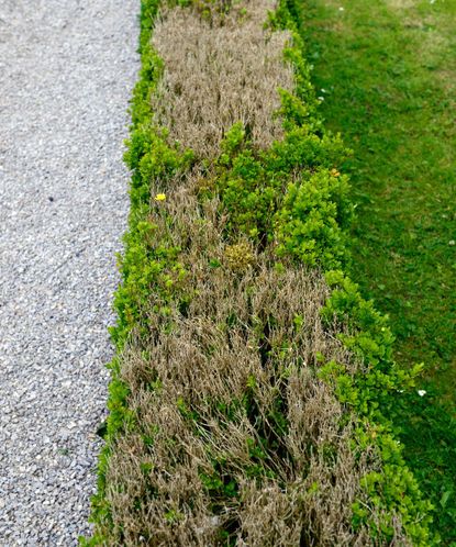 Box blight: how to prevent and treat this common disease | Gardeningetc