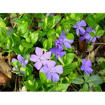 How to grow periwinkle: expert advice for shade loving vinca | Homes ...