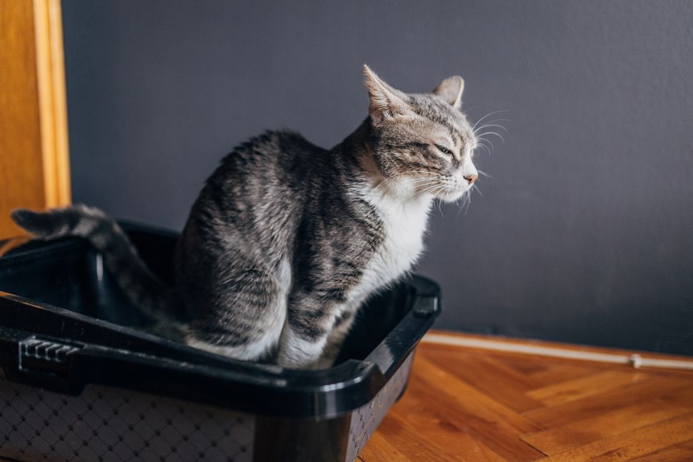 Cat constipation: A vet's guide to the causes and treatment | PetsRadar
