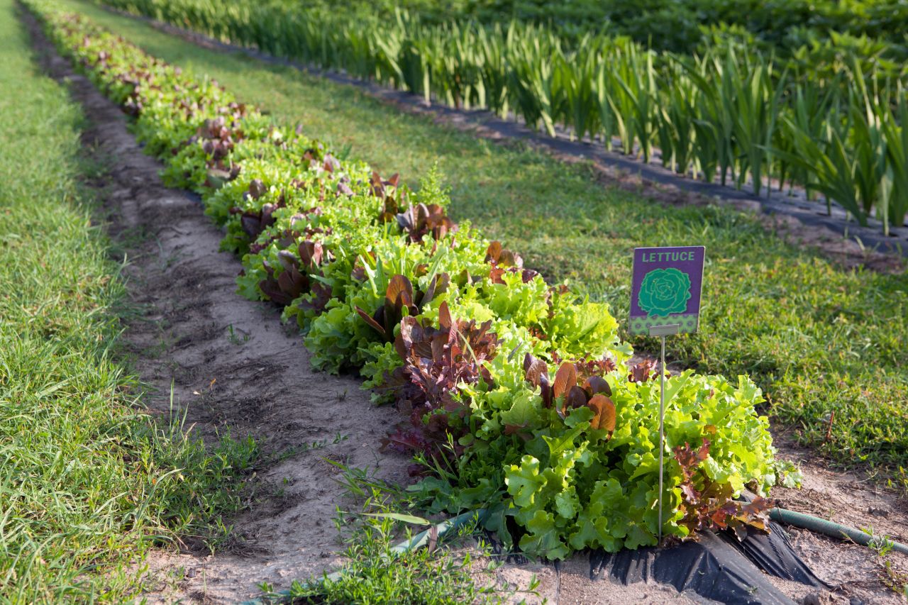 Lasagna gardening - beginner's guide to this planting trend | Livingetc