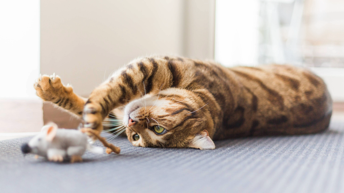 The 6 best automated cat toys, tested and approved by real pet parents ...