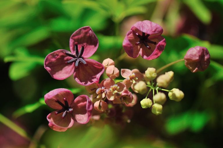 Five Leaf Akebia Info: How To Grow Akebia Quinata Chocolate Vine In The ...