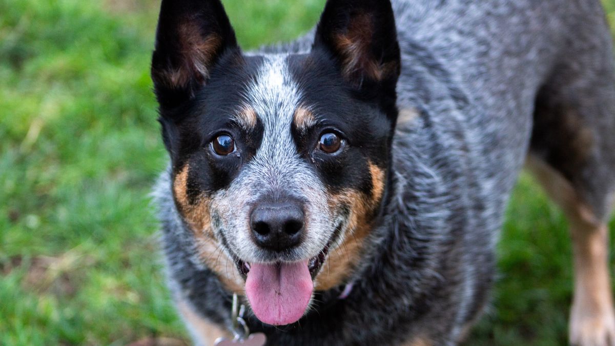 7 oldest dogs ever to have lived | PetsRadar