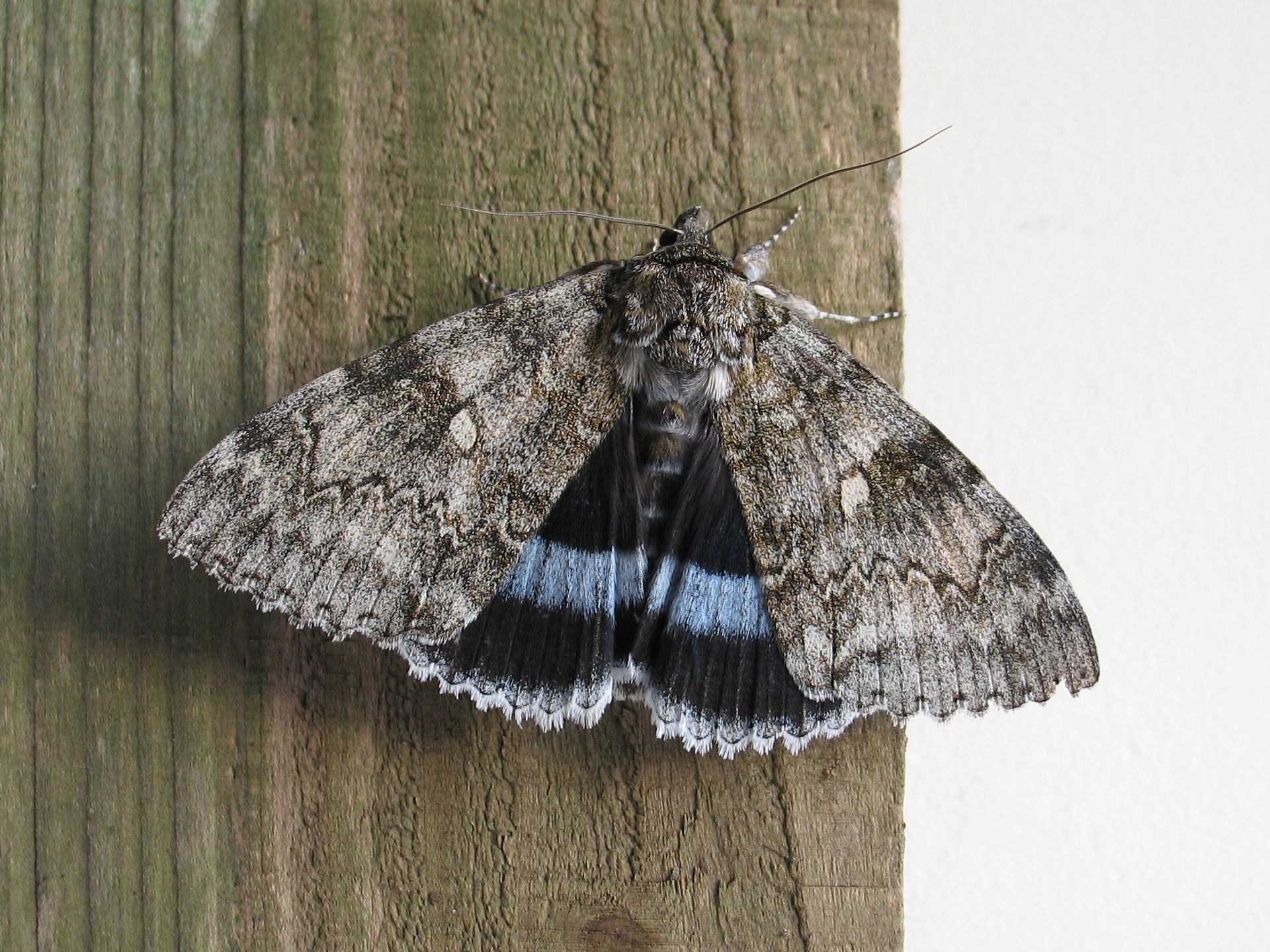 'Extinct' moth returns to Britain after forty years | Country Life