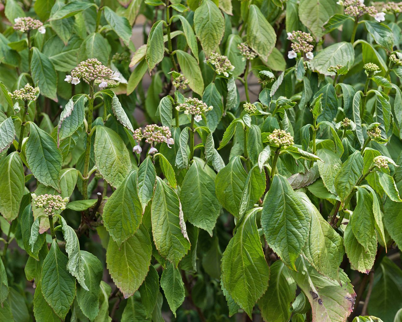 6 Essential Remedies To Save Heat-Stressed Plants | Gardening Know How