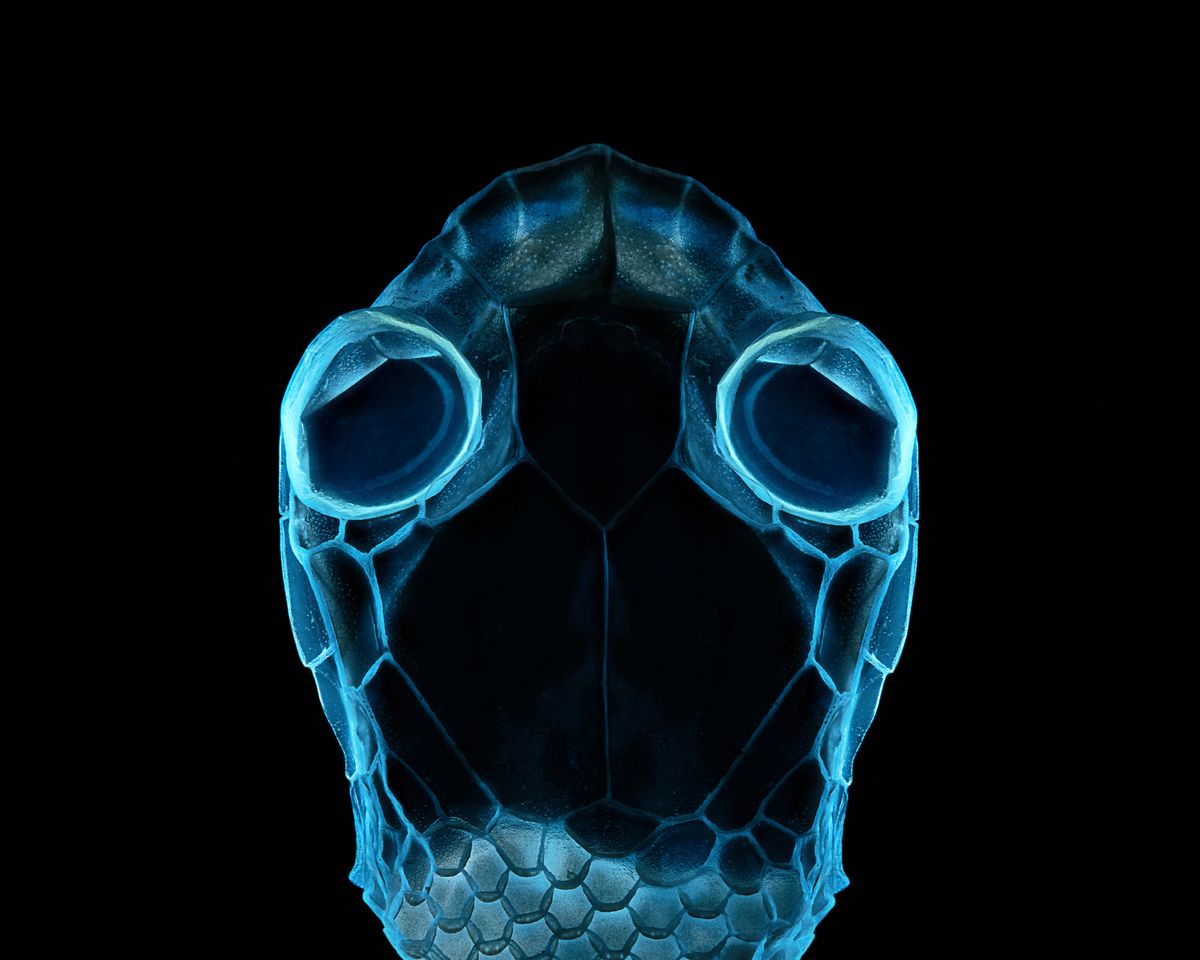 Pangolins, satellites and "aliens" highlight Woman Science Photographer ...