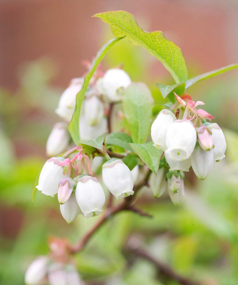 How to grow blueberries in pots: expert tips for tasty fruit | Homes ...