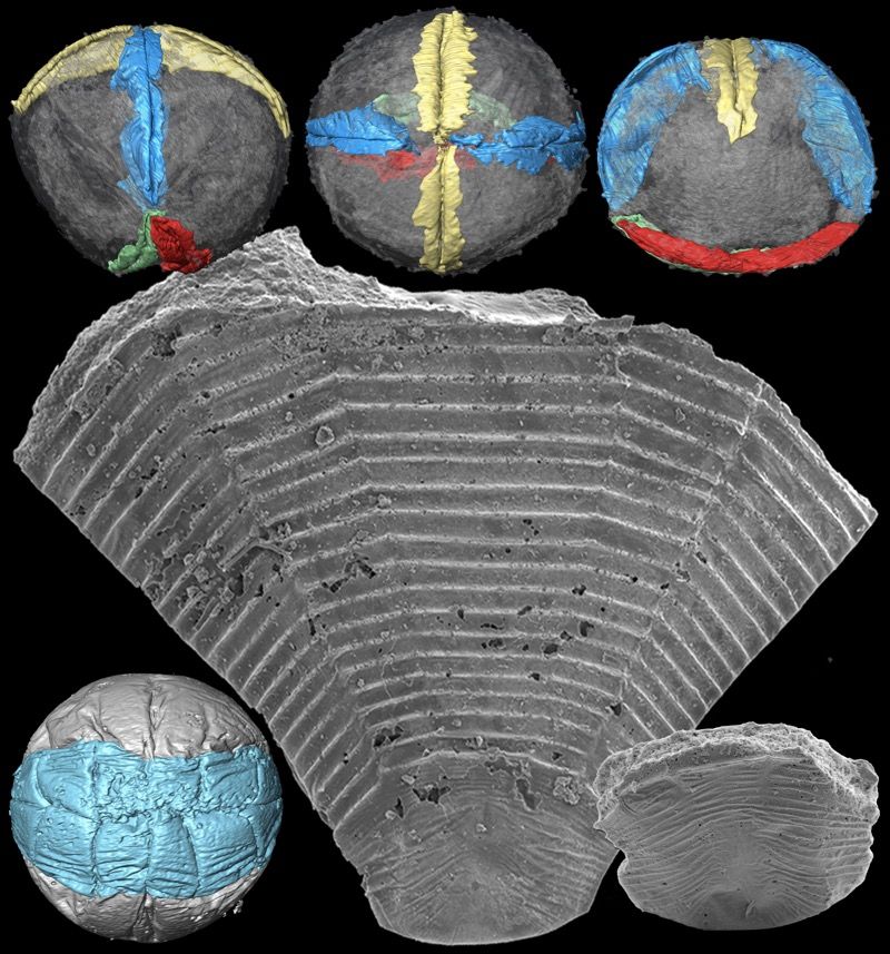 Ancient Jellyfish Embryos Curled Up Like Accordions | Live Science