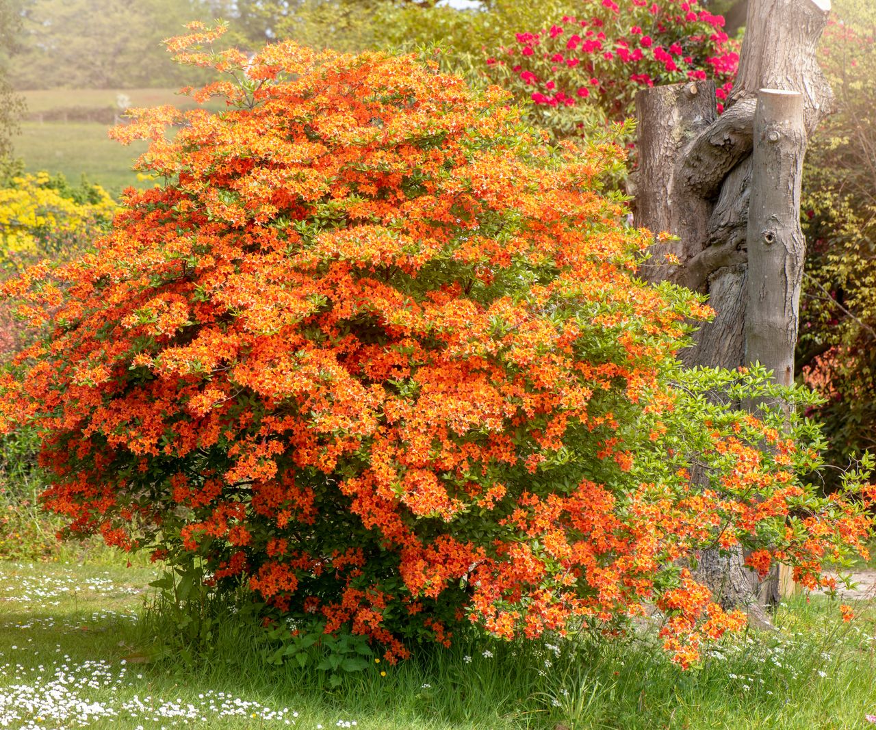 What Is The Size Of An Azalea? Explore Different Varieties | Gardening ...