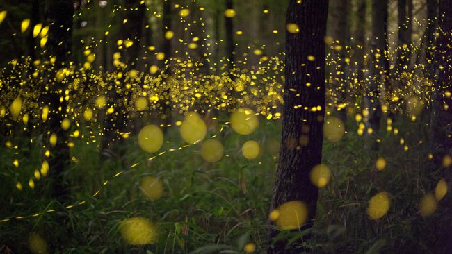 How do fireflies light up? | Live Science