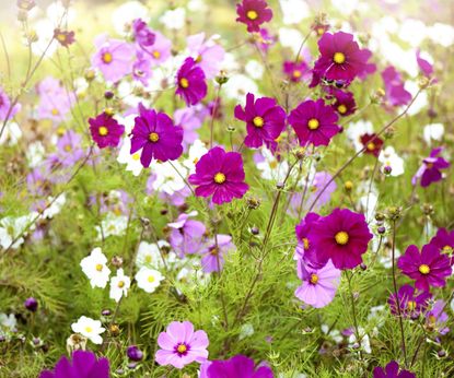 Fall Blooming Wildflowers To Add To Your Garden | Gardening Know How