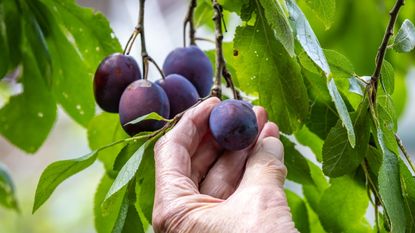How to fertilize fruit trees: expert tips for feeding plants | Homes ...