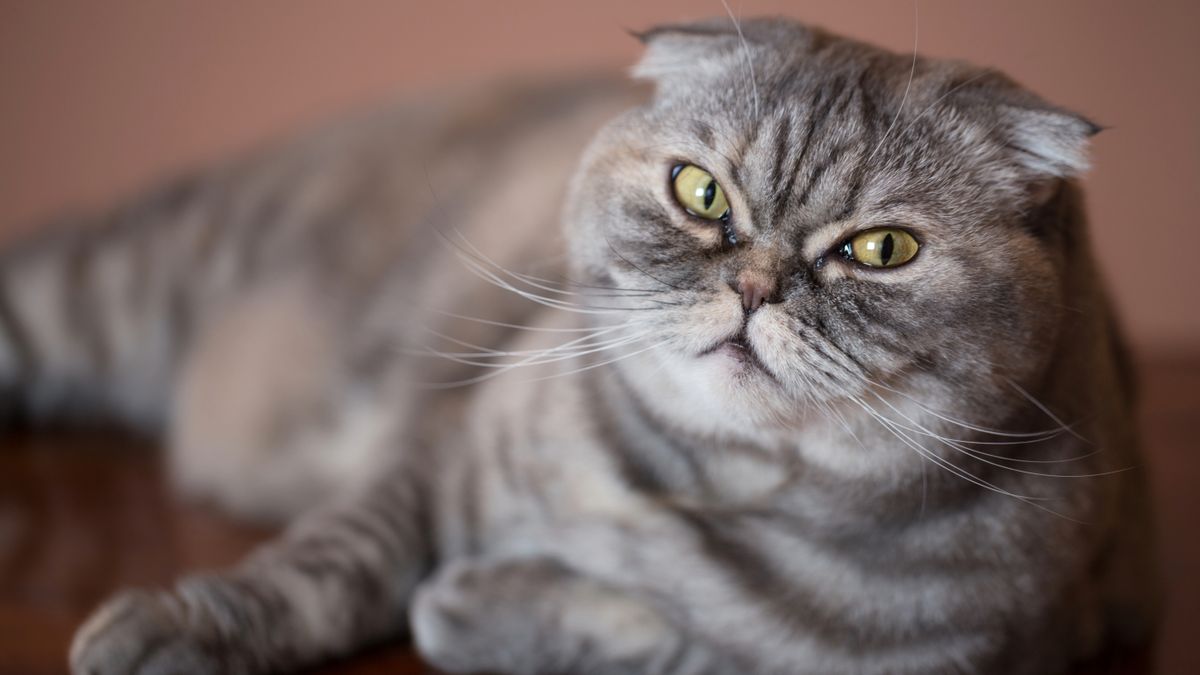 Hybrid cat breeds – and a few unusual breed mixes | PetsRadar