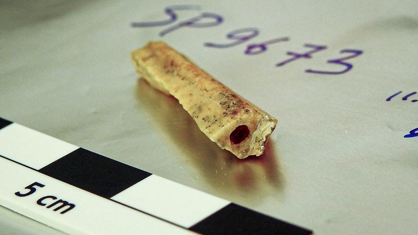 What are Homo sapiens? | Live Science