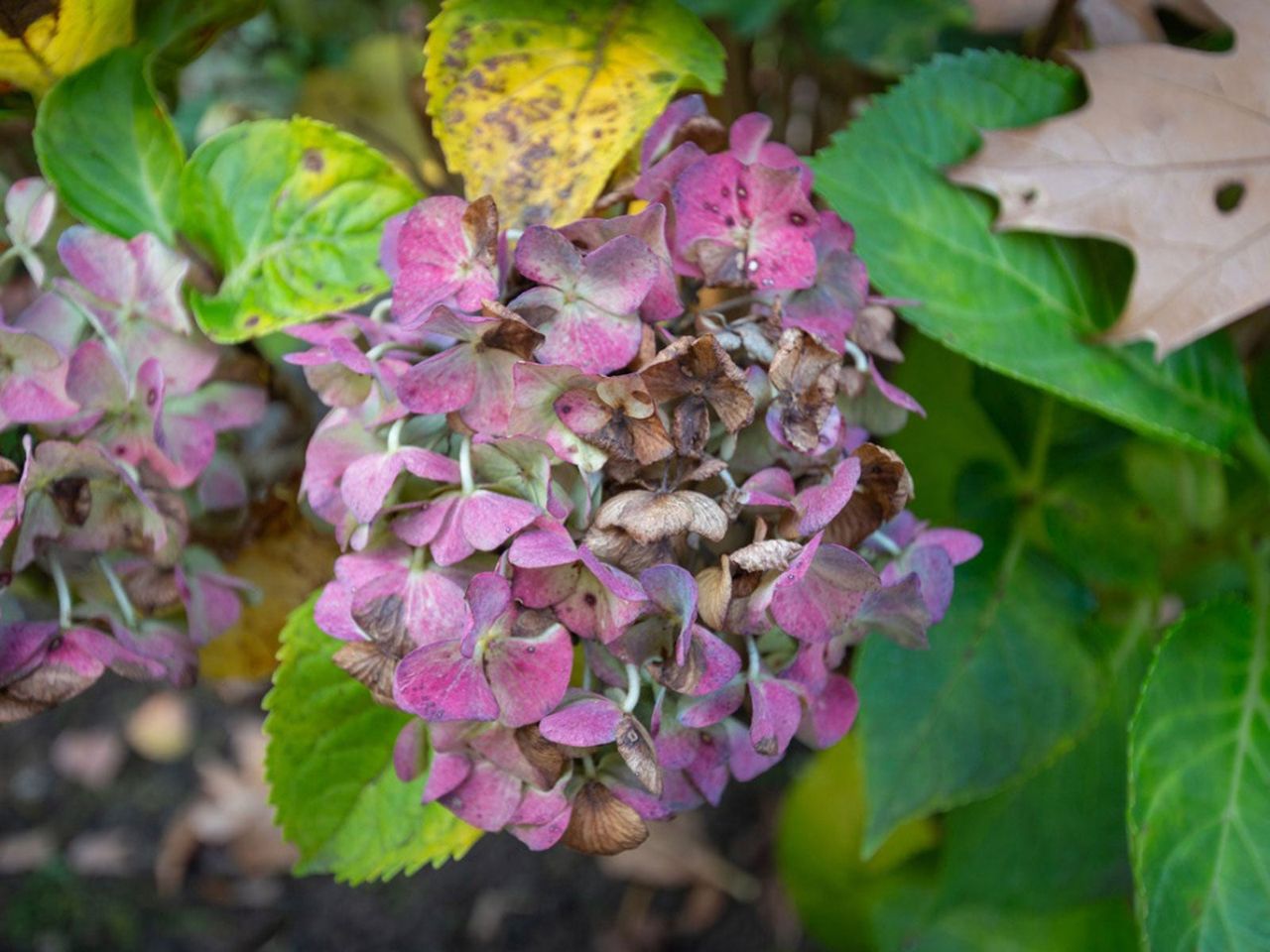 Droopy Hydrangea Plants - What To Do When Hydrangeas Are Drooping ...