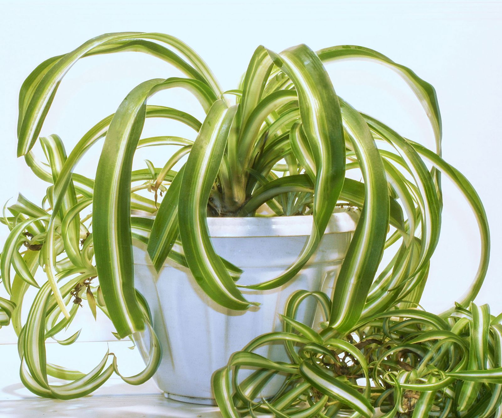 Best Care For Your Curly Spider Plant To Keep It Happy | Gardening Know How
