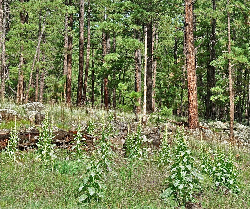 Common Mullein: Stunning Photos of the 'Flannel Leaf' Plant | Live Science