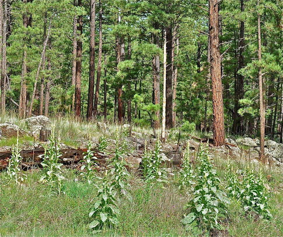Common Mullein: Stunning Photos of the 'Flannel Leaf' Plant | Live Science