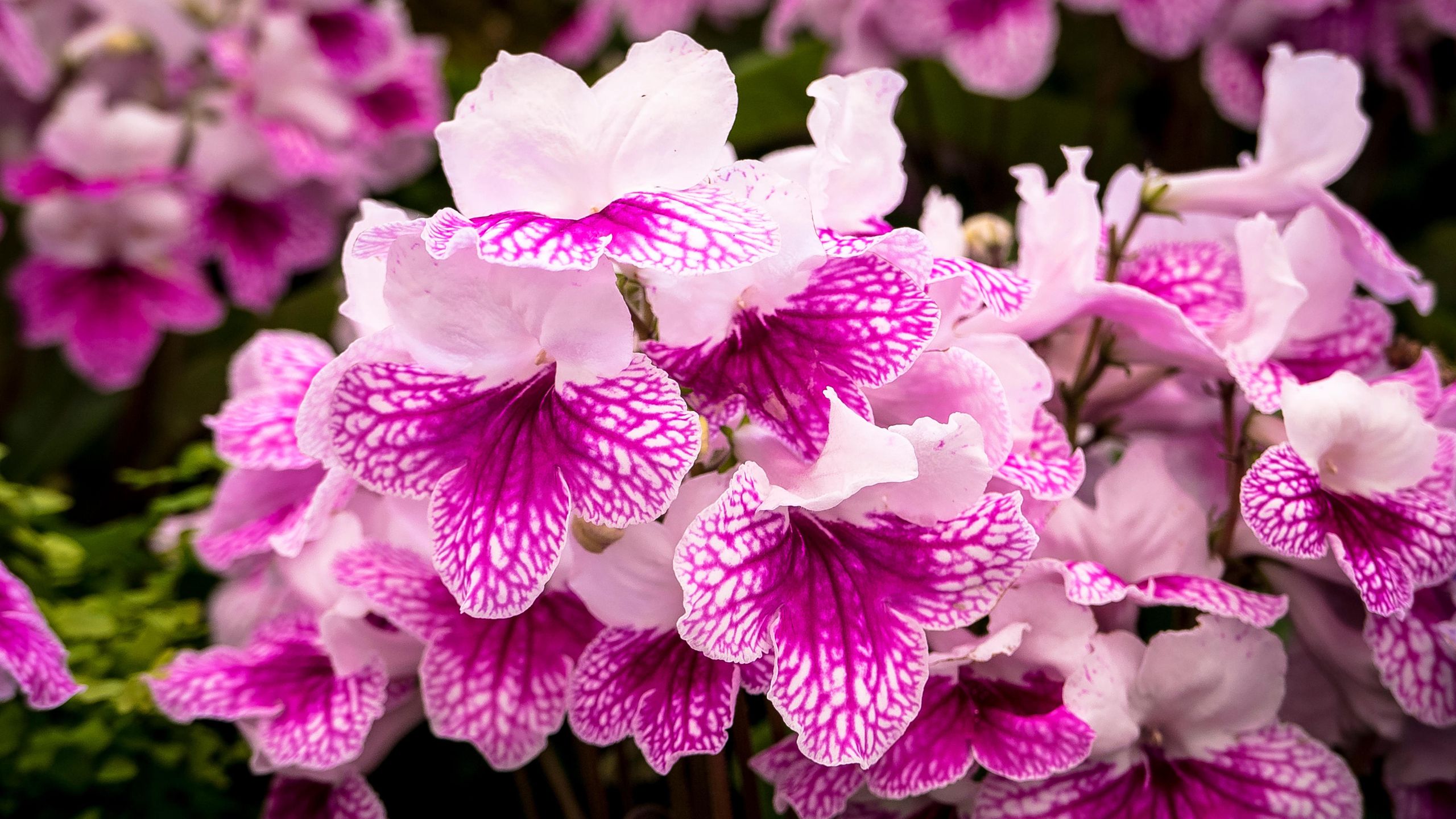 How to grow streptocarpus: add colour with these easy-to-grow Cape ...