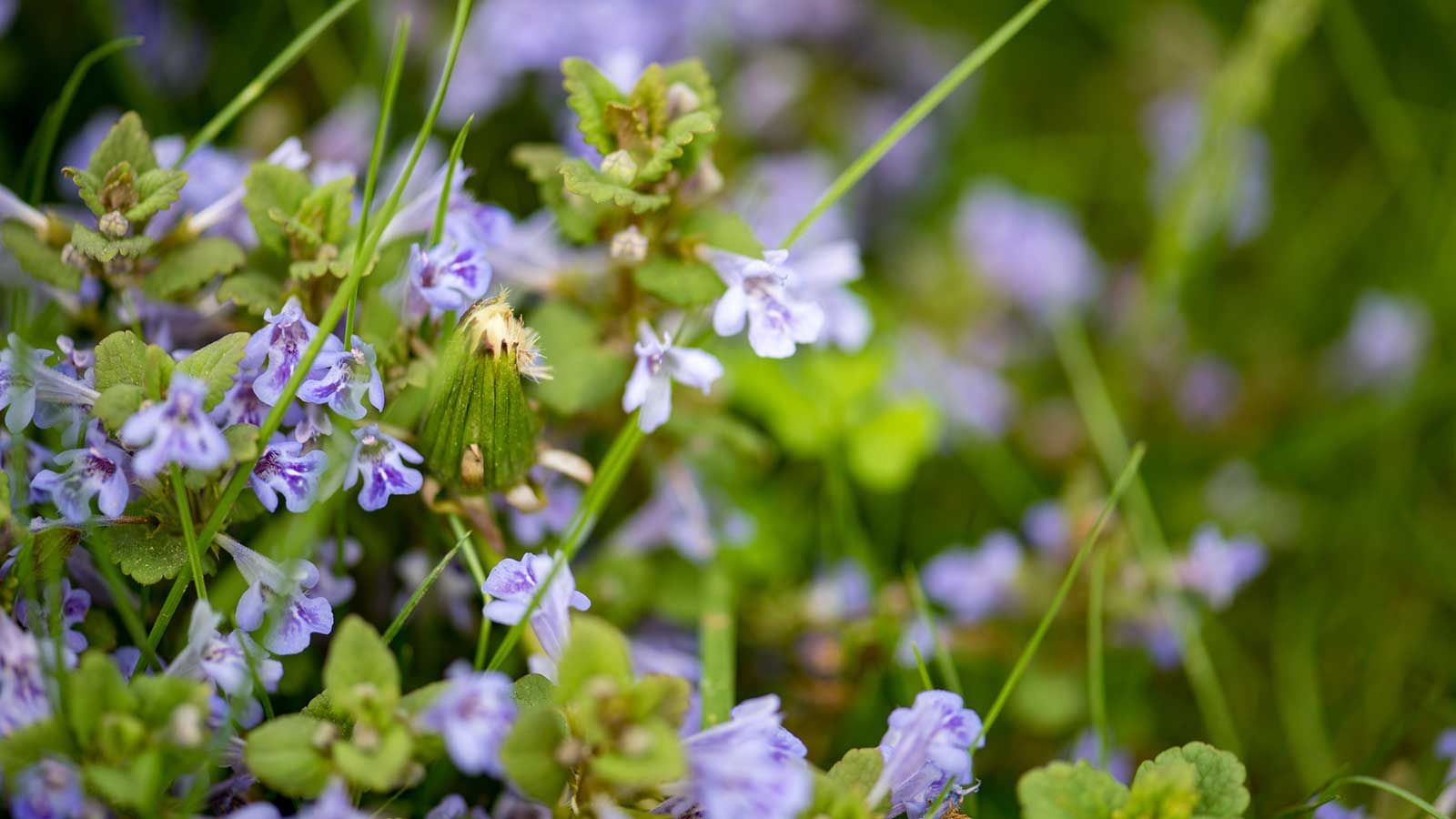 How to get rid of creeping Charlie: 6 tips for ground ivy | Homes and ...