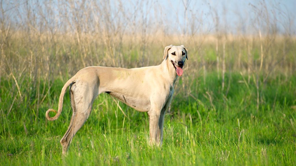 Sighthounds: What they are and the different types | PetsRadar