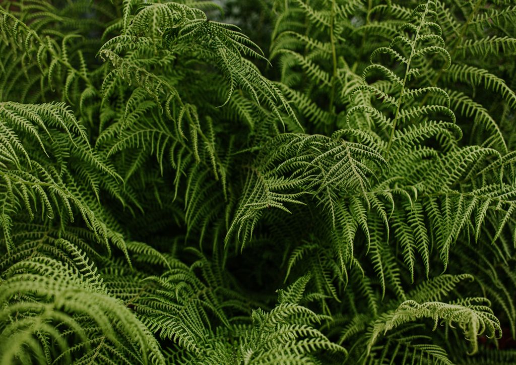 Low Maintenance Ground Covers for Shade — 7 to Consider | Livingetc