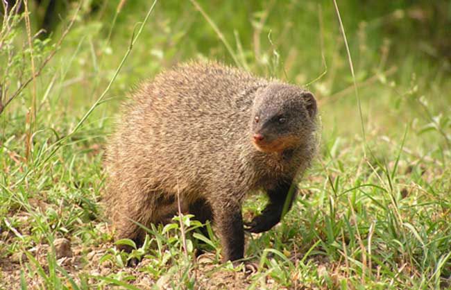 In Photos: The Peskiest Alien Mammals | Invasive Species | Live Science