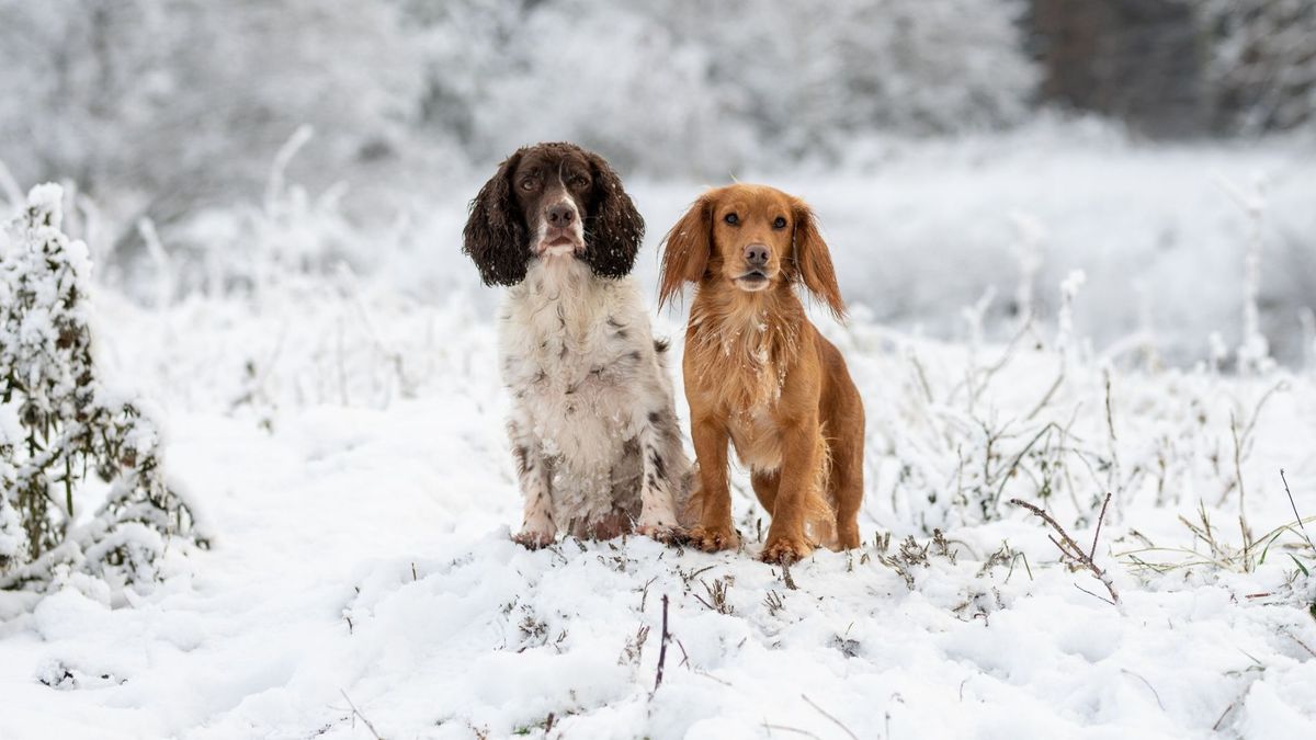 32 things to love about Cocker Spaniels | PetsRadar