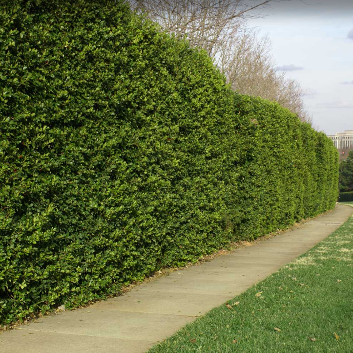 Privacy trees for small backyards – 8 tall varieties to try | Livingetc