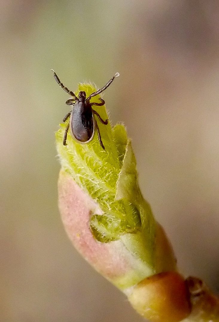 Bloodsuckers! Michigan Ticks and Larvae, In Photos | Live Science