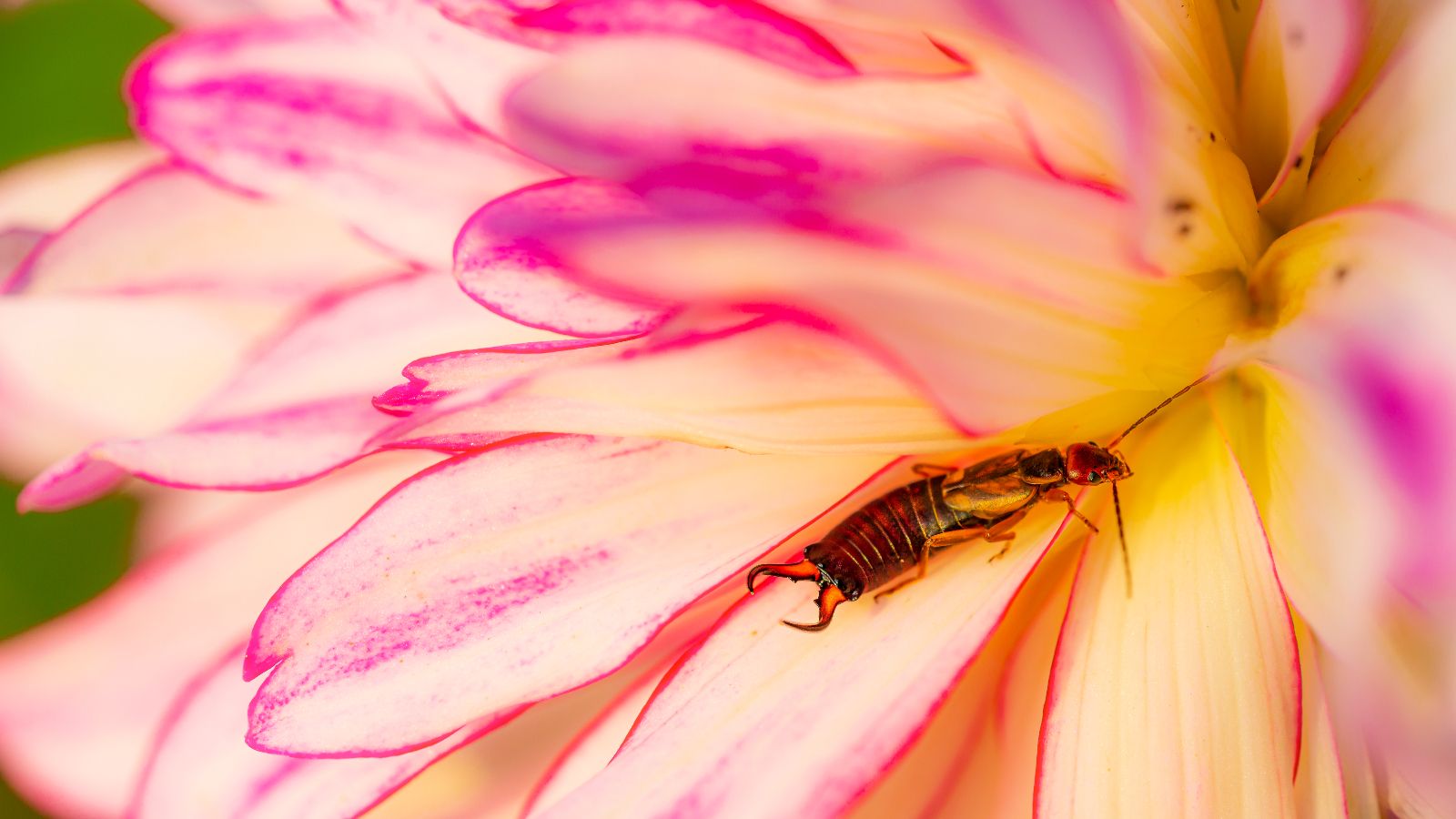How to get rid of earwigs: 5 quick ways to banish them from the house