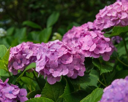 Color of hydrangeas: how to change the hue of their flowers | Gardeningetc