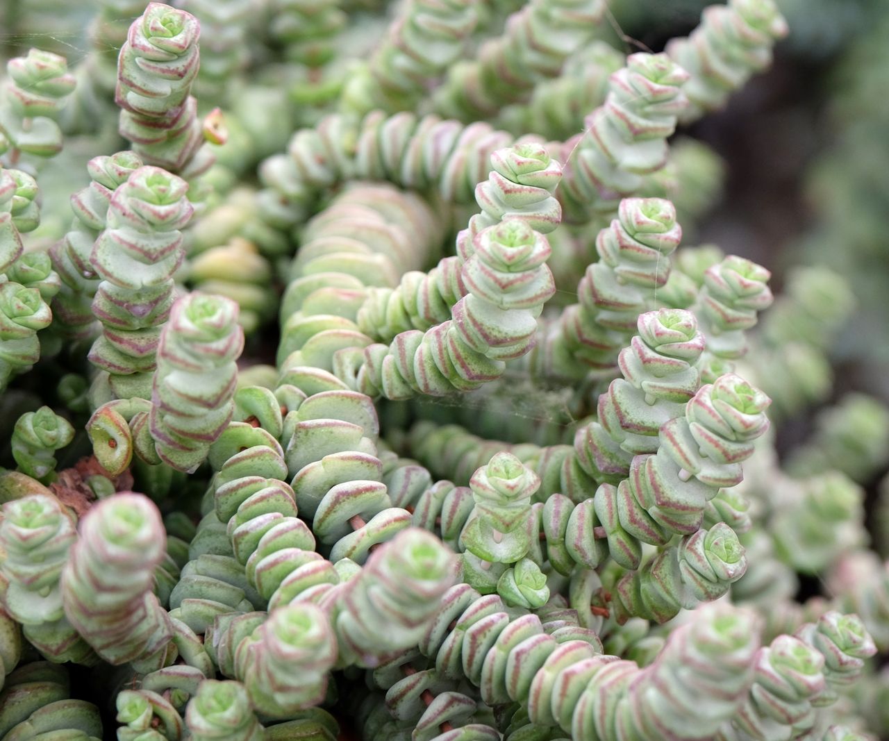 Best indoor succulents: 11 varieties to grow in your home | Homes and ...