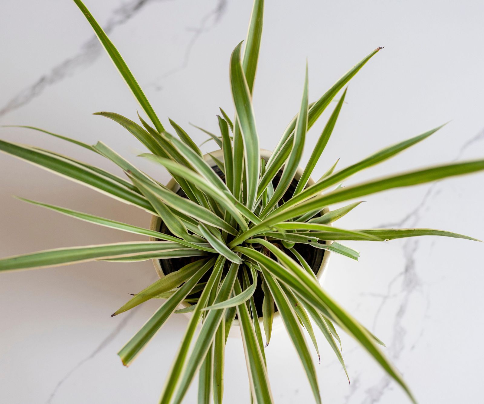8 different types of spider plants: an expert guide | Homes and Gardens