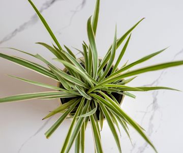 8 different types of spider plants: an expert guide | Homes and Gardens