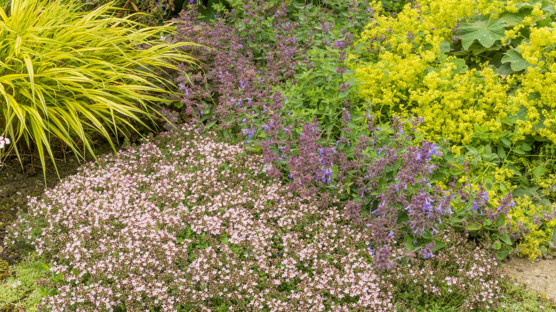 Best low maintenance ground cover plants: 11 no-fuss choices | Gardeningetc