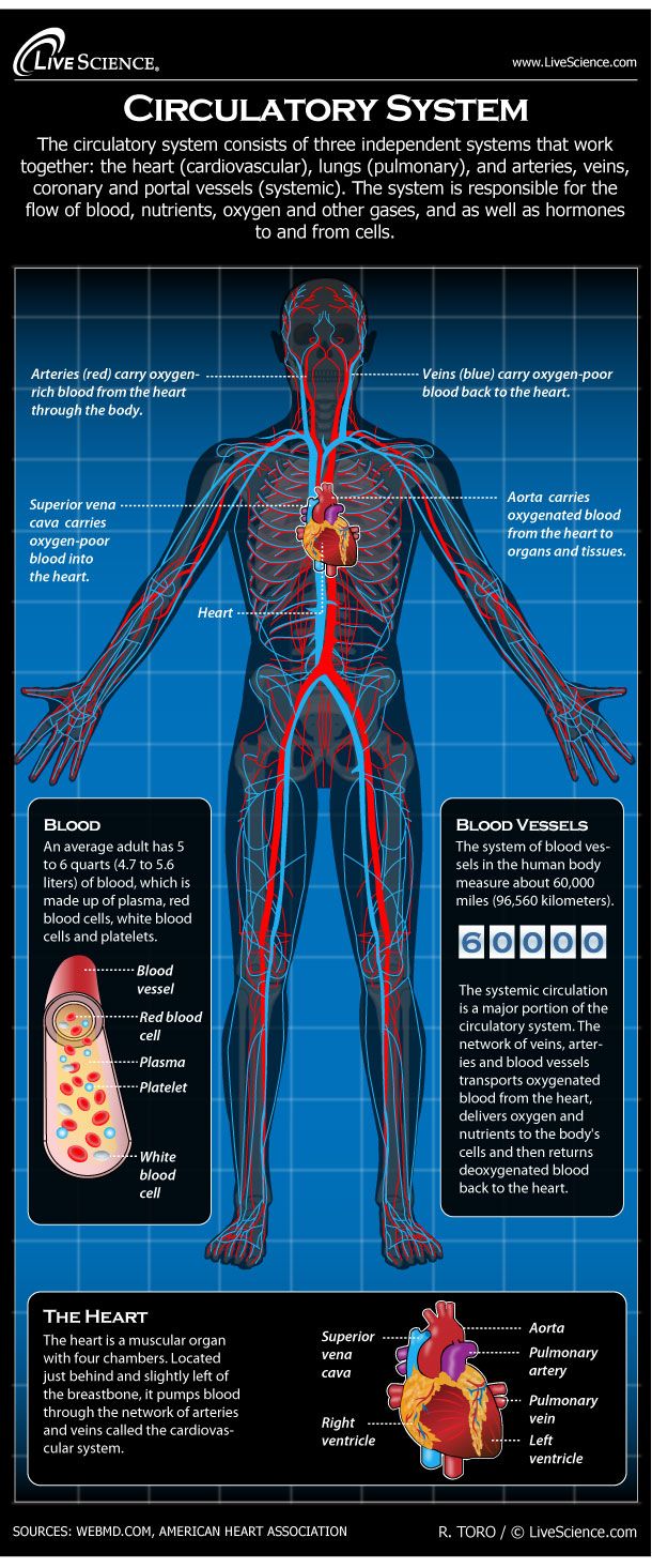 Human Circulatory System - Diagram - How It Works | Live Science