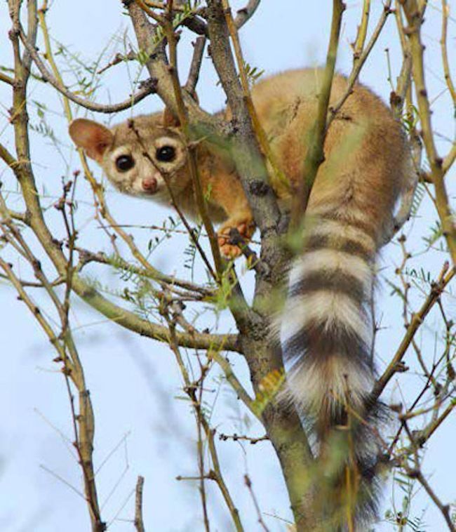 Ringtail Cats: Photos of the 'Cutest Animal in North America' | Live ...