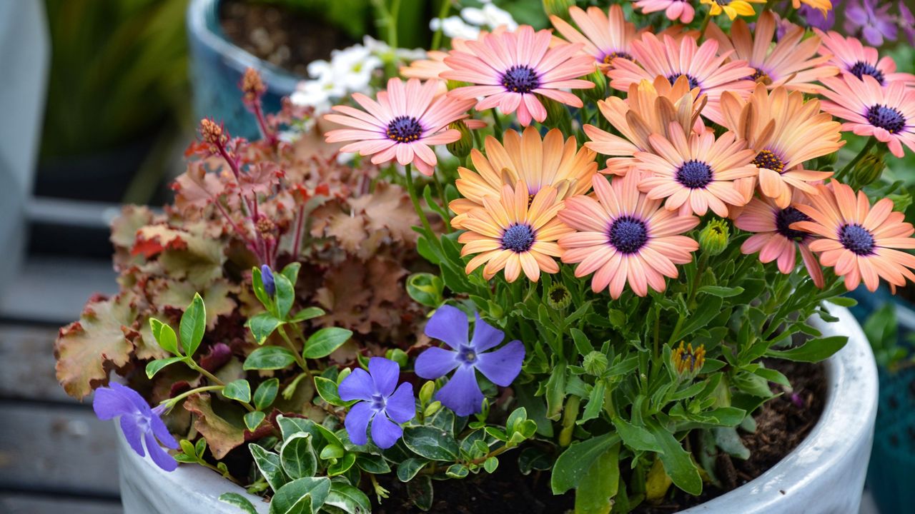 7 sun-loving plants to grow in pots | Ideal Home