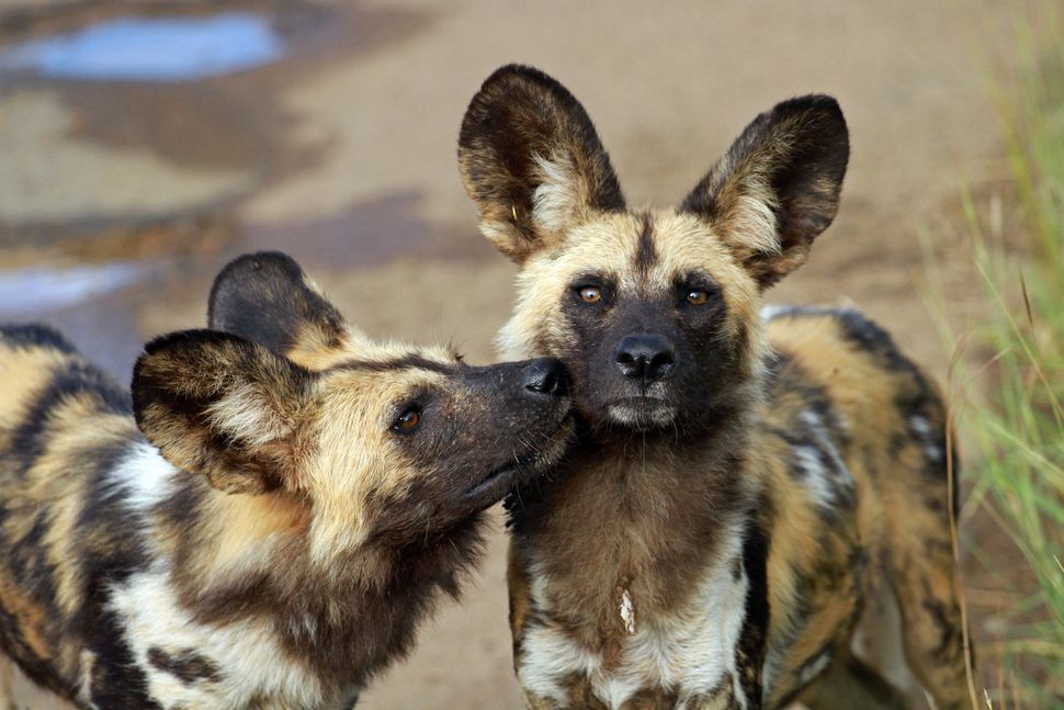 Painted Wolves: The Colorful Carnivores of the African Wild | Live Science