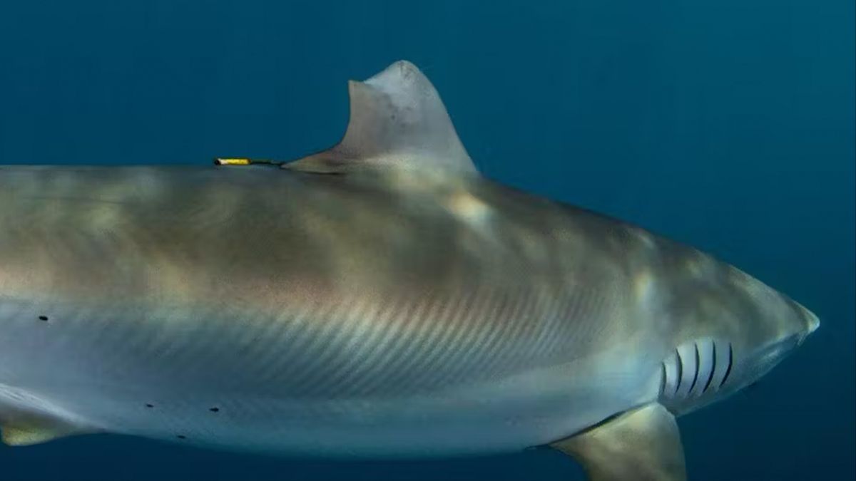 I set out to investigate where silky sharks travel — and by chance ...