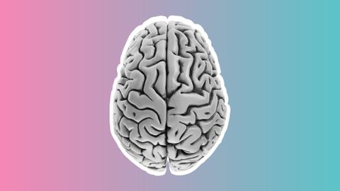 Is there really a difference between male and female brains? Emerging ...