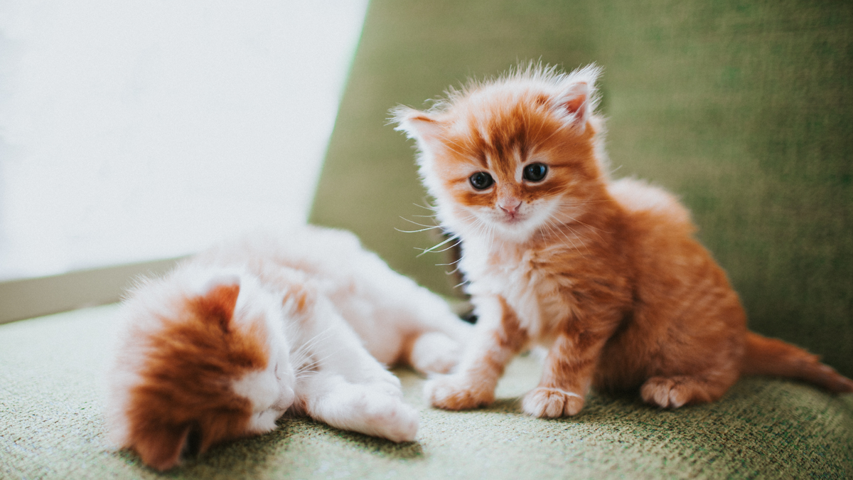 Bringing home a new kitten: Guide and checklist | PetsRadar
